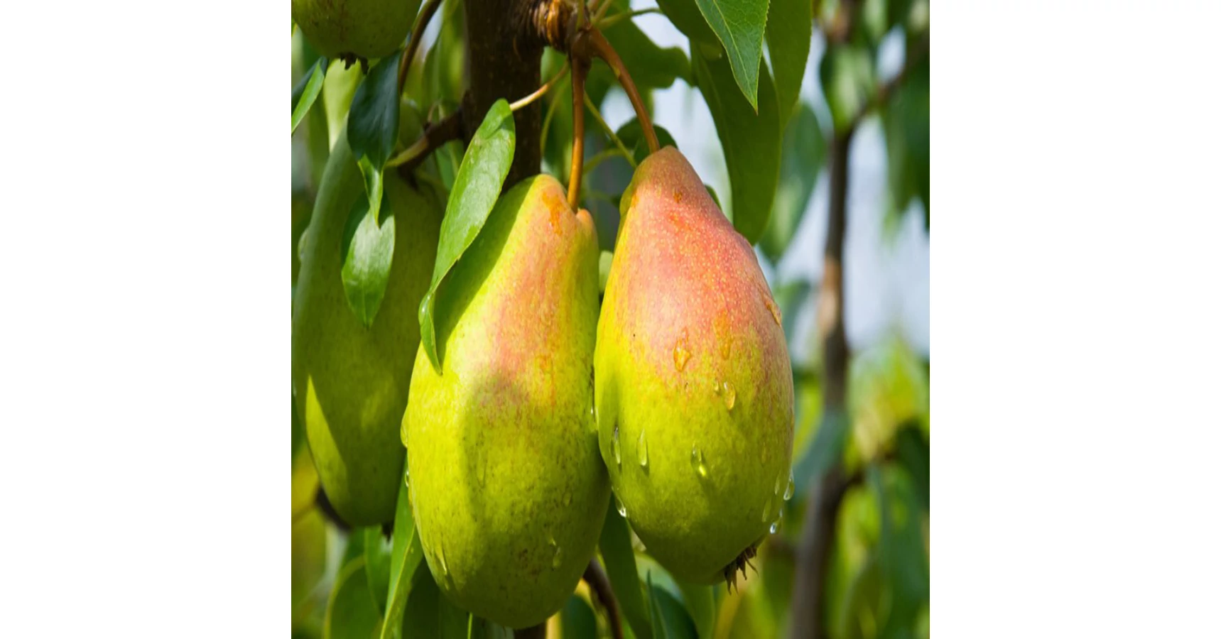 Clapp körte – Korai érésű, lédús és édes fajta