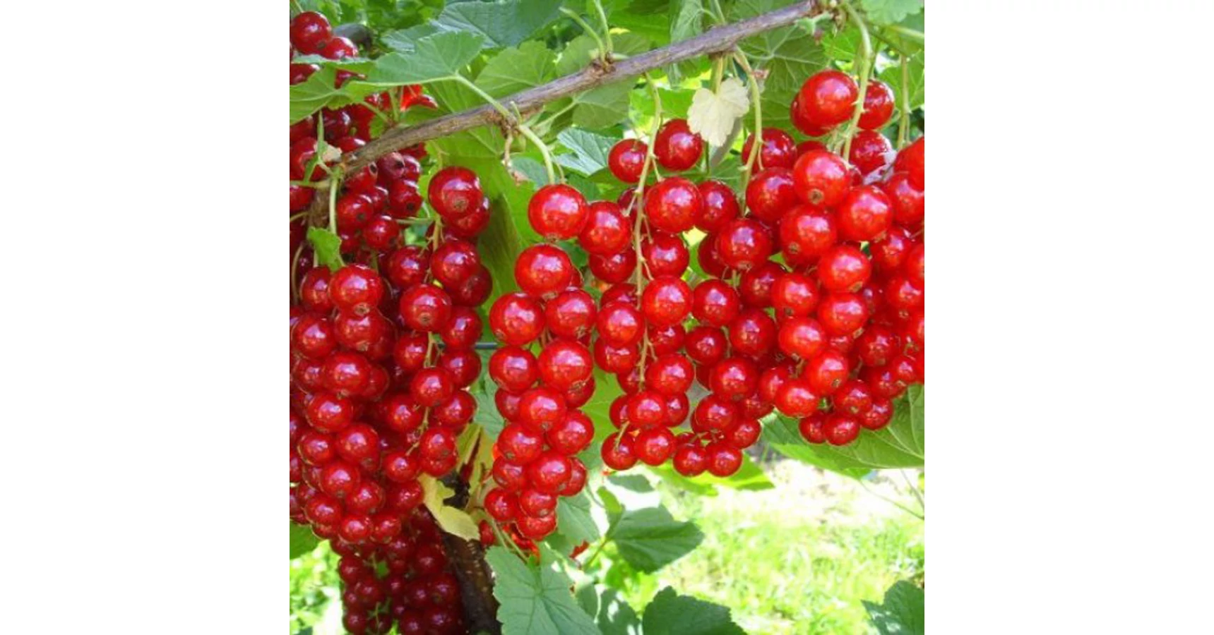 Piros ribizli (bokor) - Domonkos Díszfaiskola