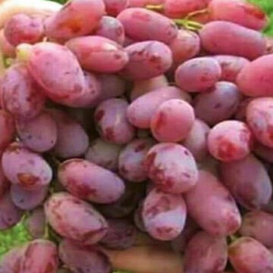 Rizamat - Domonkos Díszfaiskola